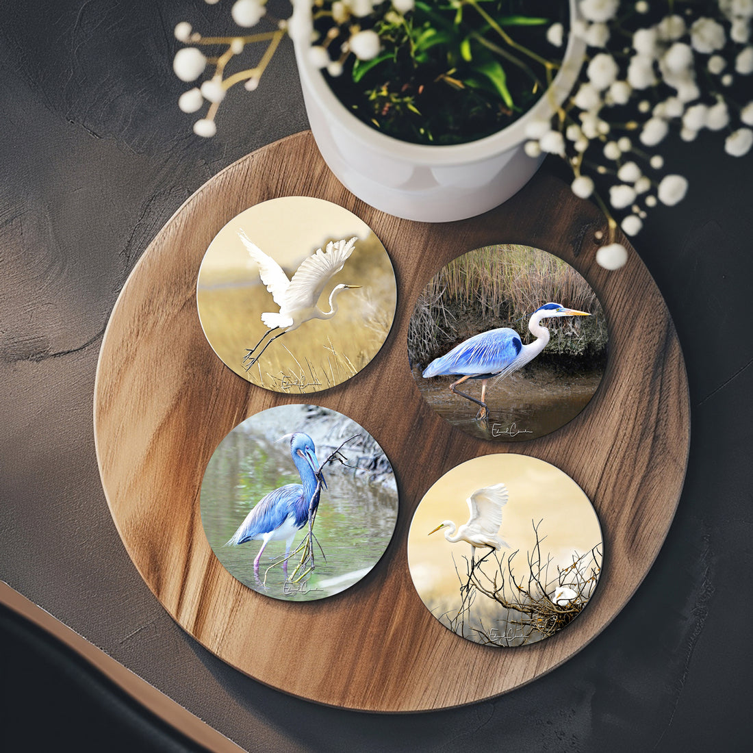 Birdcoasters